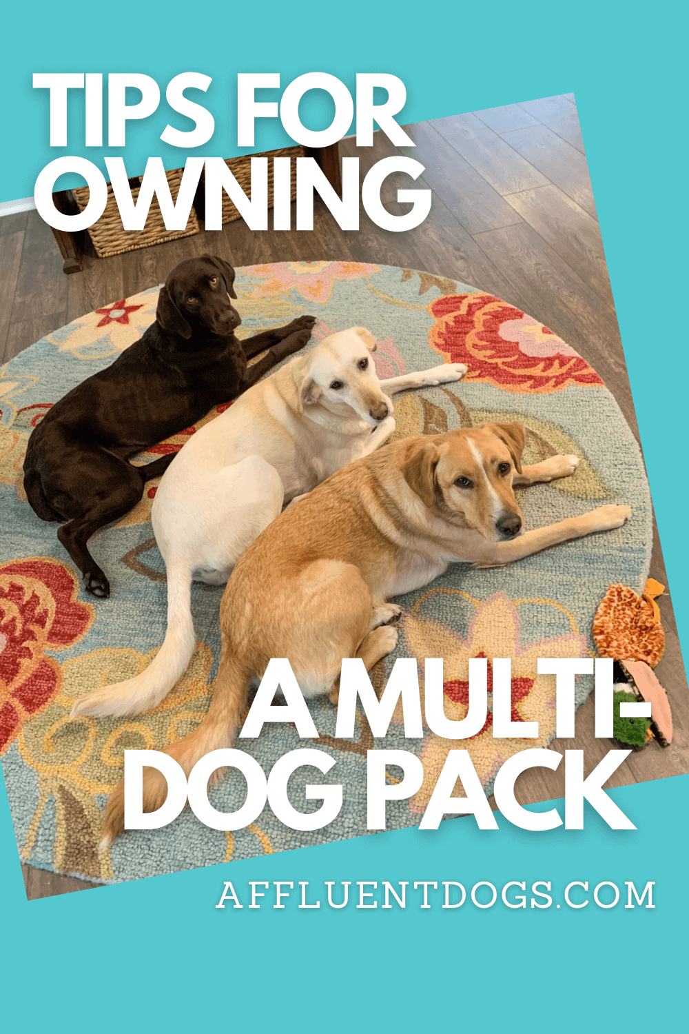 Tips For Owning A Multiple Dog Pack | Affluent Dogs