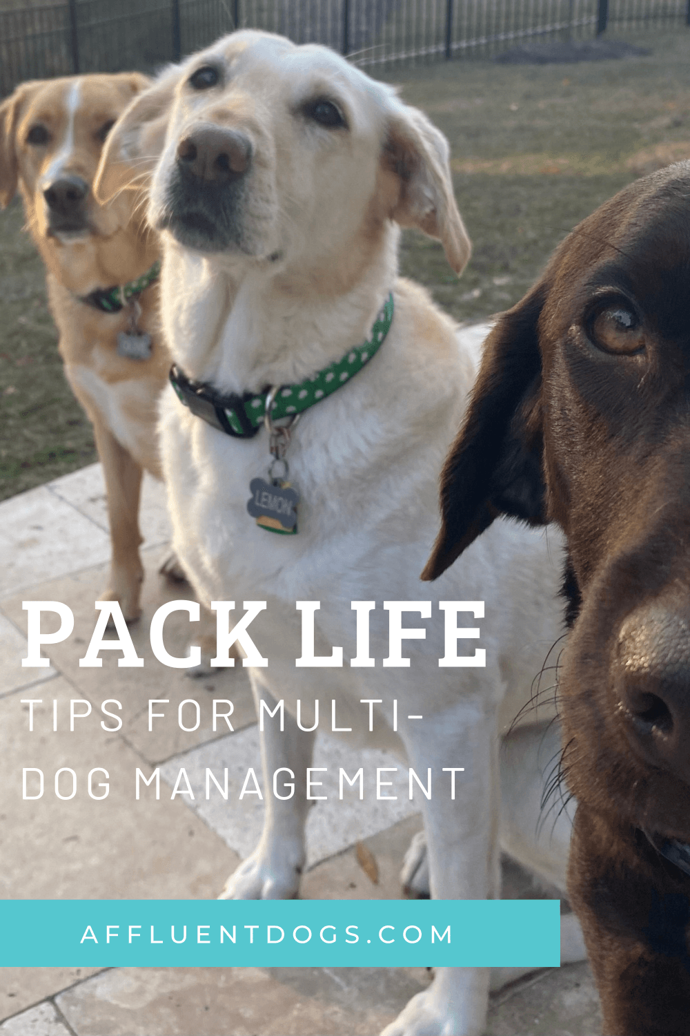 Tips For Owning A Multiple Dog Pack | Affluent Dogs
