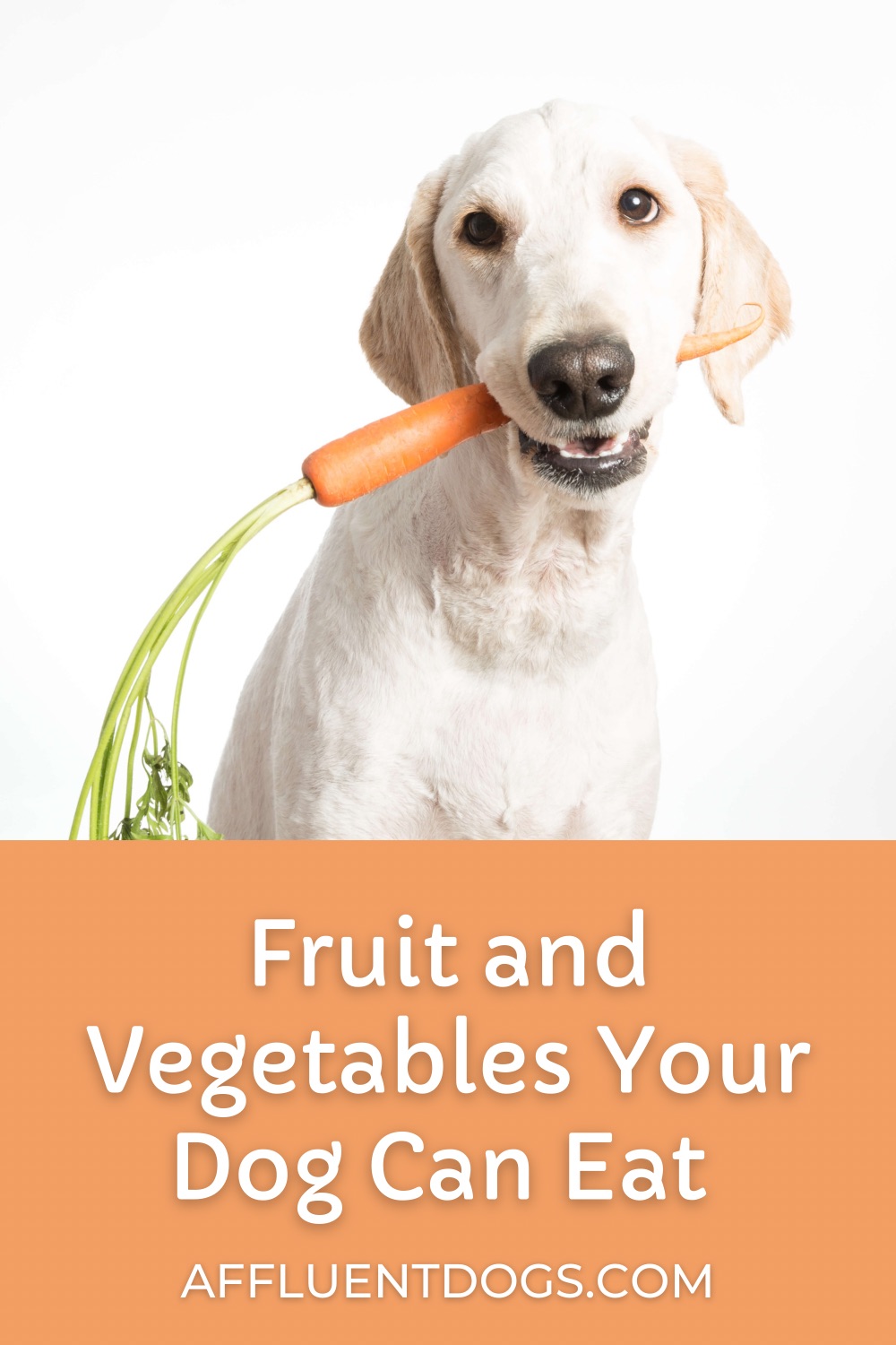 Summer Fruit and Vegetables Your Dog Can Eat | Affluent Dogs