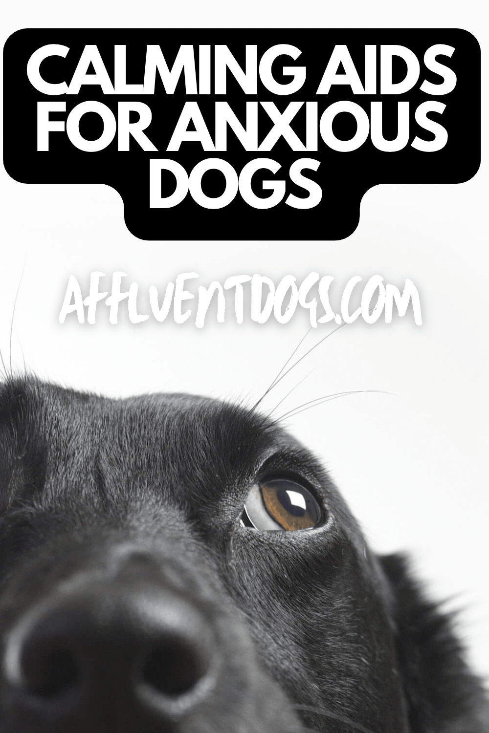 Calming Aids For Anxious Dogs | Affluent Dogs