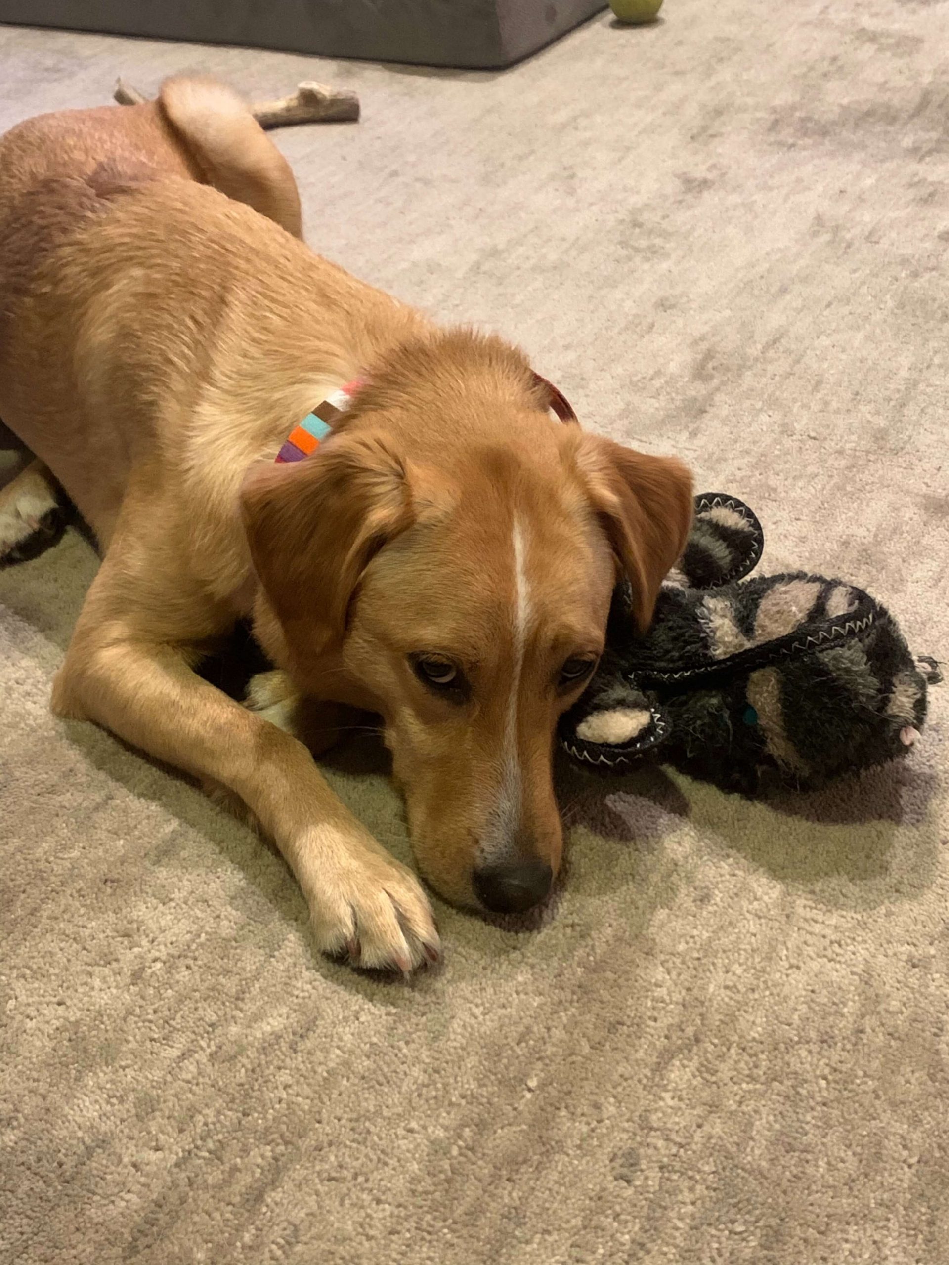 Our Favorite Dog Toys | Affluent Dogs