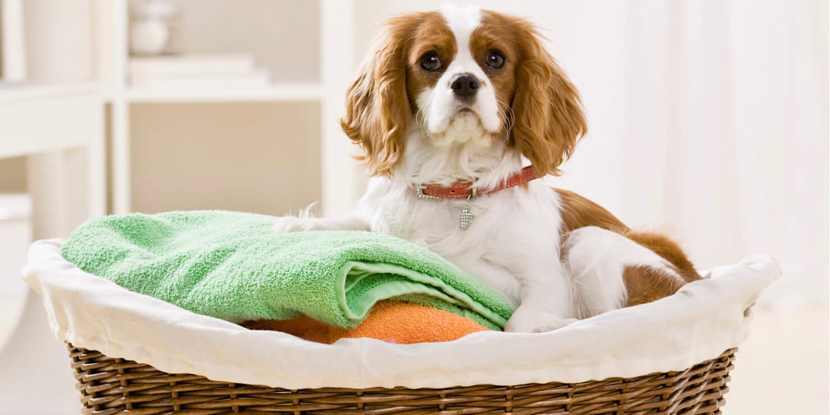 Dryer Vent Cleaning for Pet Owners | Affluent Dogs