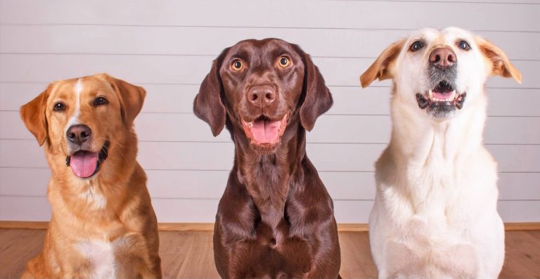 Tips For Owning A Multiple Dog Pack | Affluent Dogs